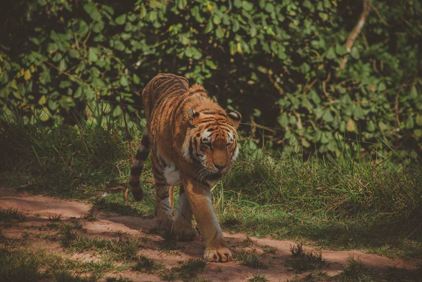 Tiger Poster & Sher poster & Lion POSTERS, bagh, chita, Animals Poster ...