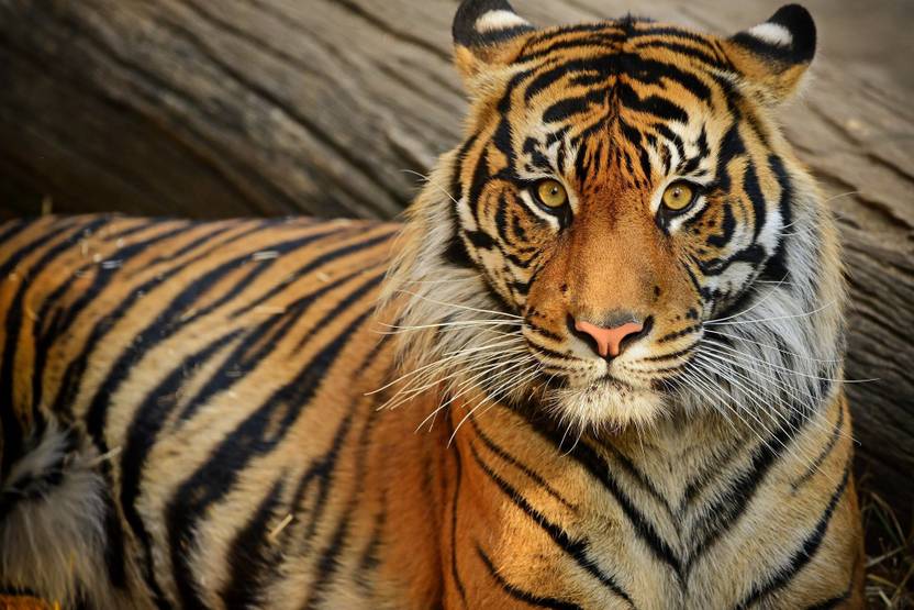 Tiger Poster & Sher poster & Lion POSTERS, bagh, chita, Animals Poster ...