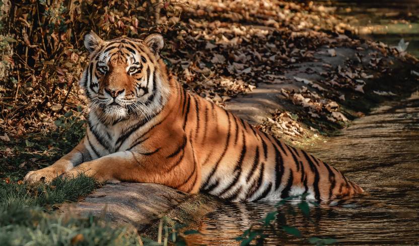 Tiger Poster & Sher poster & Lion POSTERS, bagh, chita, Animals Poster ...