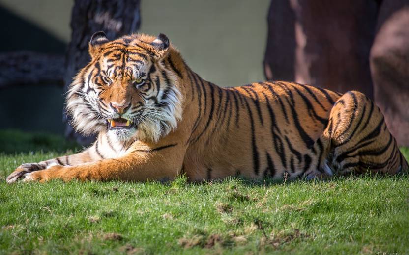 Tiger Poster & Sher poster & Lion POSTERS, bagh, chita, Animals Poster ...