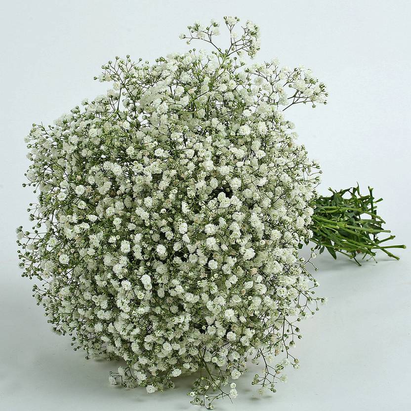 Paudha Gypsophila Flower Seed Price in India - Buy Paudha Gypsophila ...