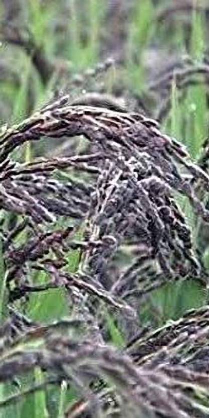 sbseeds BLACK RICE Paddy Seed 1KG Seed Price in India - Buy sbseeds ...