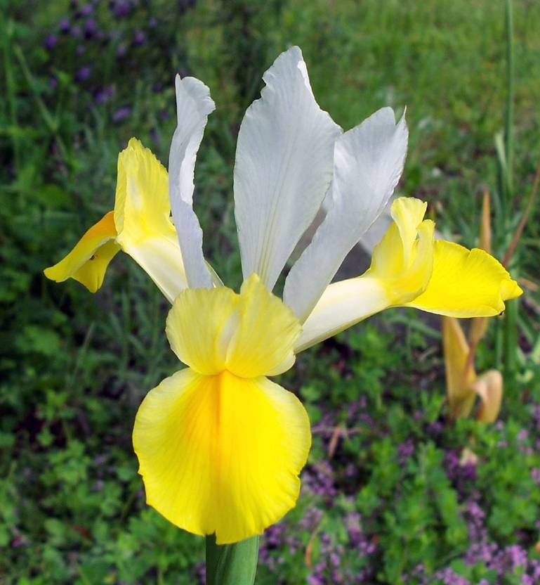Audbhidhi Dutch Iris “Apollo” Winter Flower Bulbs for Home Gardening ...