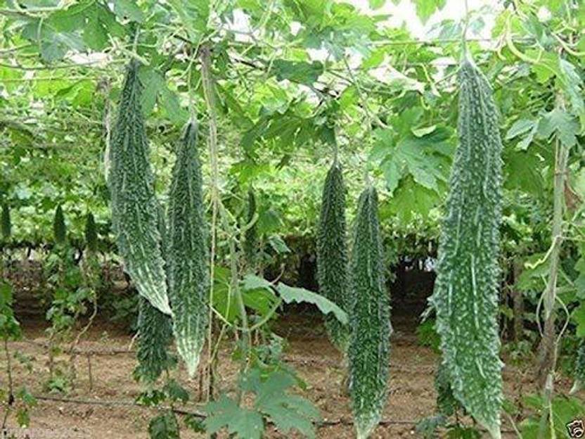 Cera Wares Karela Seed Price in India - Buy Cera Wares Karela Seed ...