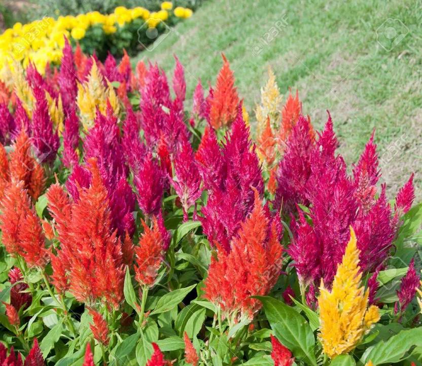 Paudha Celosia Flower Seed Price in India - Buy Paudha Celosia Flower ...