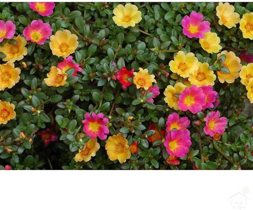 Lorvox Portulaca Mix Flower Seed Price in India - Buy Lorvox Portulaca ...