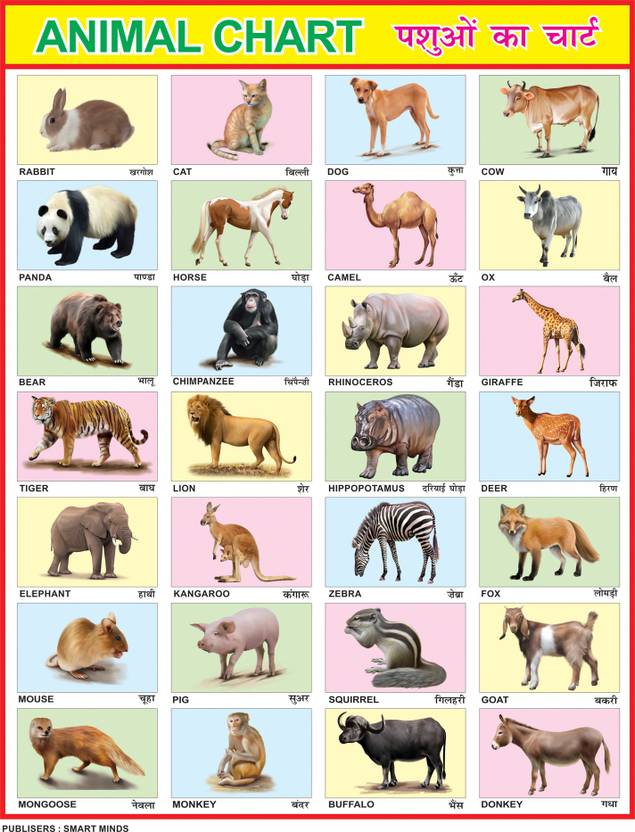English Hindi Animals Chart For Kids | 28x40Inch (70x100cm)| Laminated ...