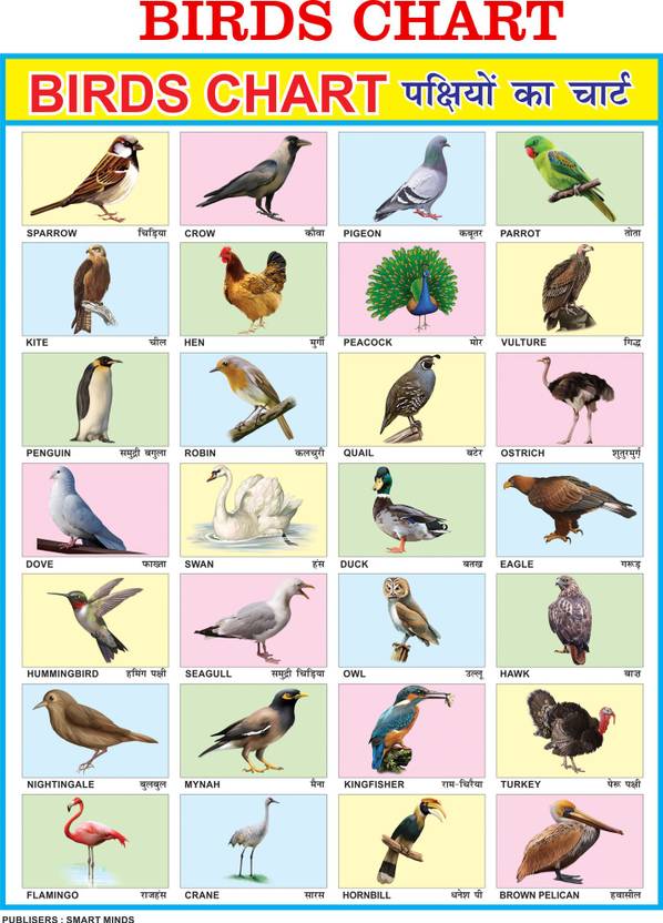 English Hindi Birds Chart For Kids | 20x30Inch (51x76cm)| Laminated ...