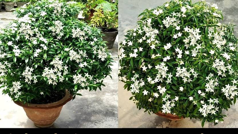 GreenHorizon Chandini Flowering Plant Price in India - Buy GreenHorizon ...