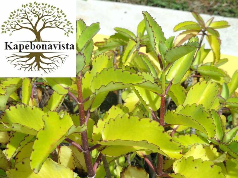Kapebonavista Patharchatta Leaf of Life Miracle Leaf Amar Poi plant, it ...