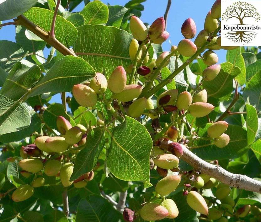 Kapebonavista Pista Badam Pesta Pie Nuts Pistacia Vera Plant, it is a ...