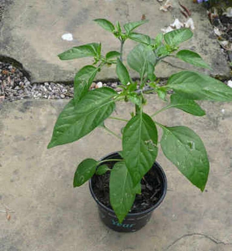 WILLVINE Organic Jwala Chilli Seeds Seed Price in India - Buy WILLVINE ...