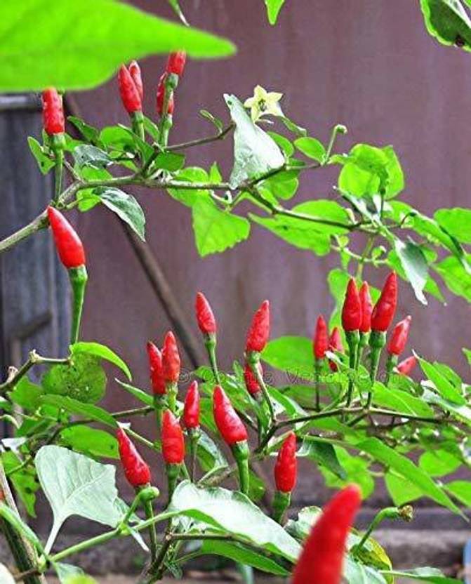 Biosnyg African Bird Eye Chilli Hot Thai Pepper or Kanthari Mulaku 1000 ...