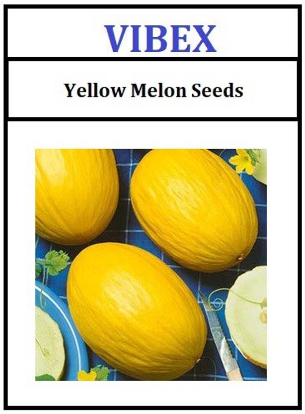 ActrovaX Natural Yellow Muskmelon - Musk Melon Golden (Orange Flesh ...