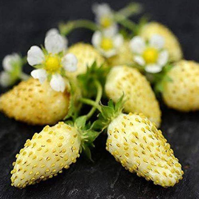 WILLVINE ™Strawberry Seeds (Fragaria elatior) Snow White from Ukraine ...