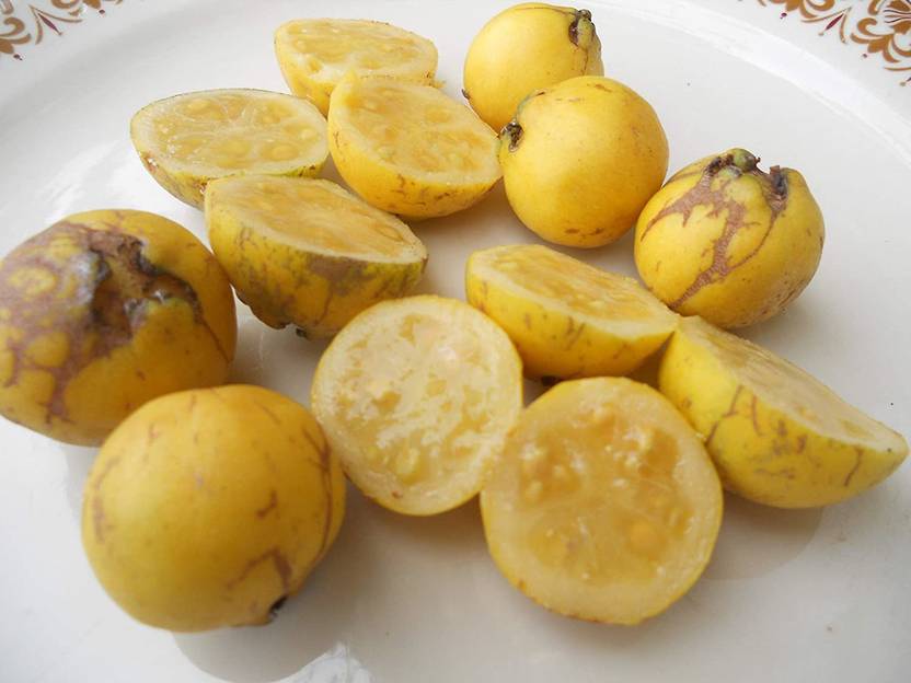 WILLVINE ™High Germination Lemon Guava Plant Seeds Seed Price in India ...