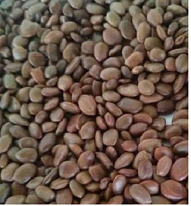 Ravel Shami Tree/Banni Tree/Vanni Maram/Prosopis Cineraria Tree Seeds ...