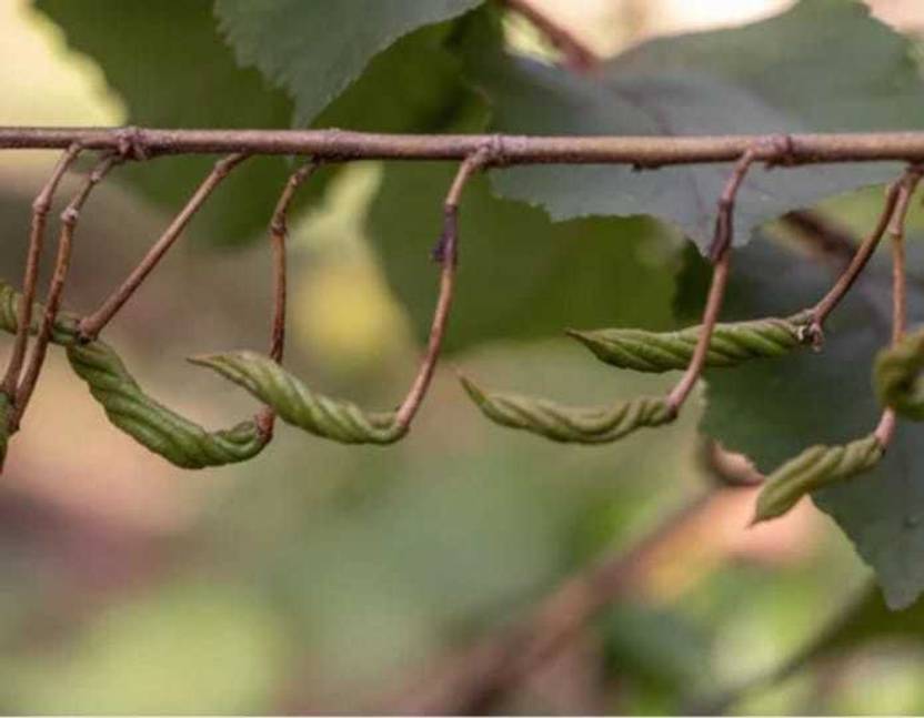 plantsworld Maror Phali, Helicteres isora, Indian Screw Tree ...