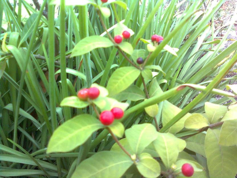Kapebonavista patala garuda rauvolfia serpentina plant, it is a plant ...