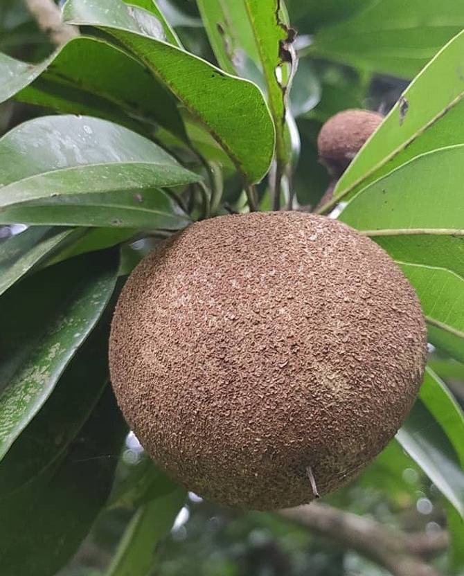 Cloud Farm Chiku Plant Price in India - Buy Cloud Farm Chiku Plant ...