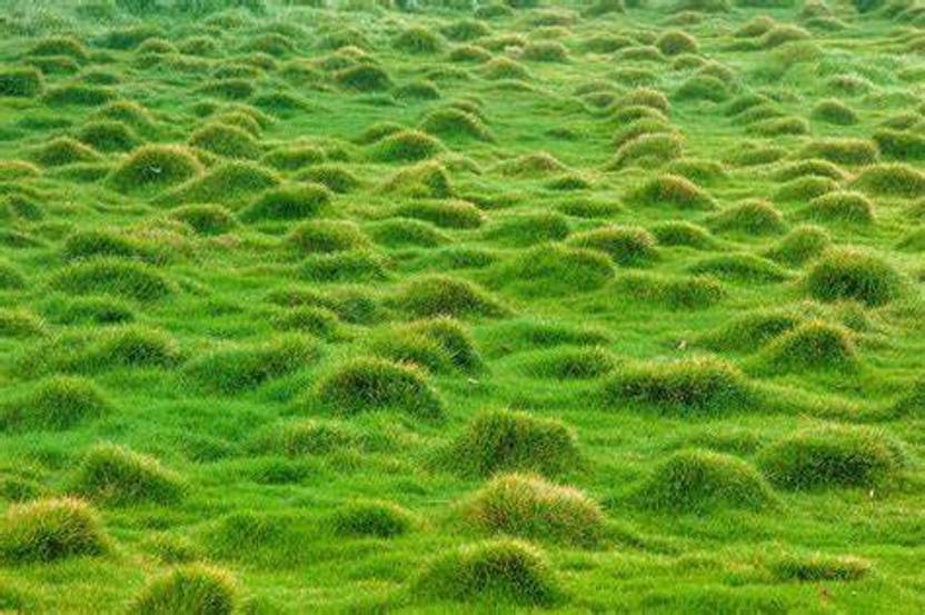 Syed Garden Korean Grass Seed Zoysia Grass 500 Gram Lawn Grass Seed