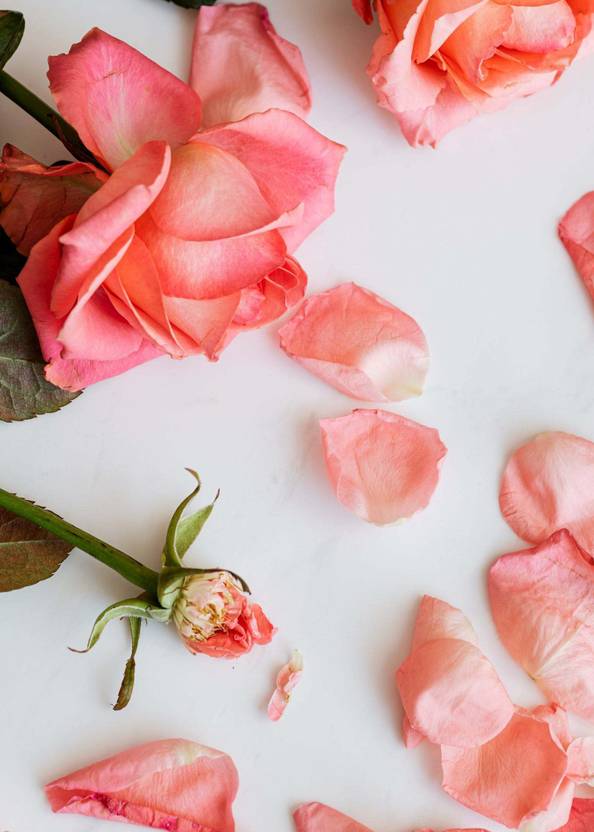 Flower POSTER, Rose POSTER, Rose Flower Poster for Wall, Flowers Poster ...