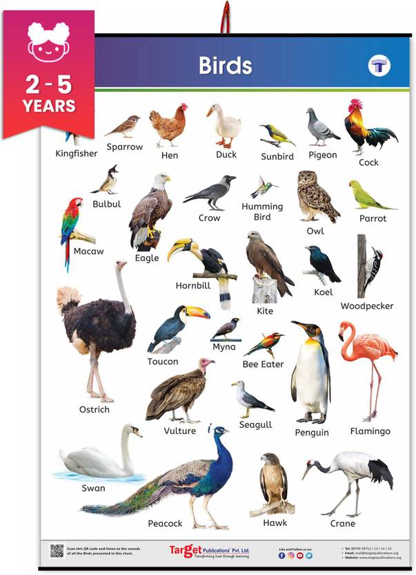 Target Publications Birds Chart for Kids |Early Learning Birds Charts ...