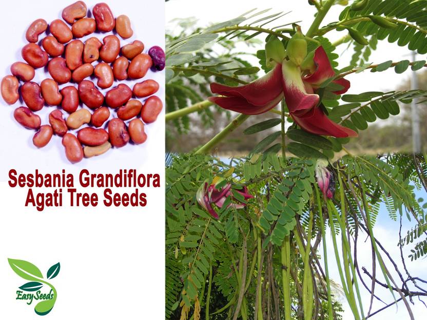 EasySeeds Sesbania grandiflora, Agati,Red Wisteria, Agathi, Sesban ...