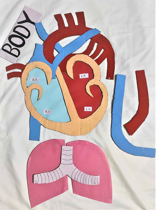 the craft gurus Model of circulatory system in humans, heart and lungs ...