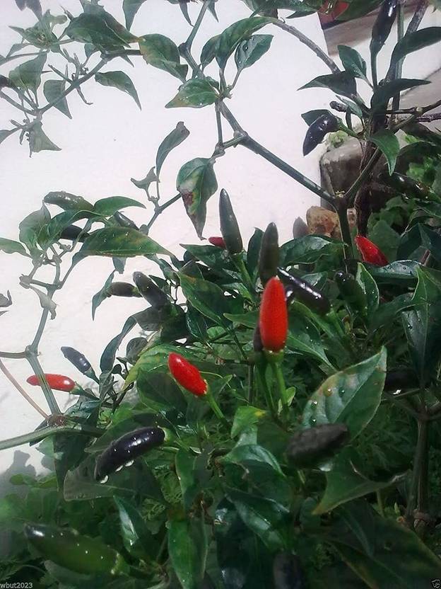 Biosnyg ™VXI-855 Vietnamese Devil Chilli Seed Price in India - Buy ...