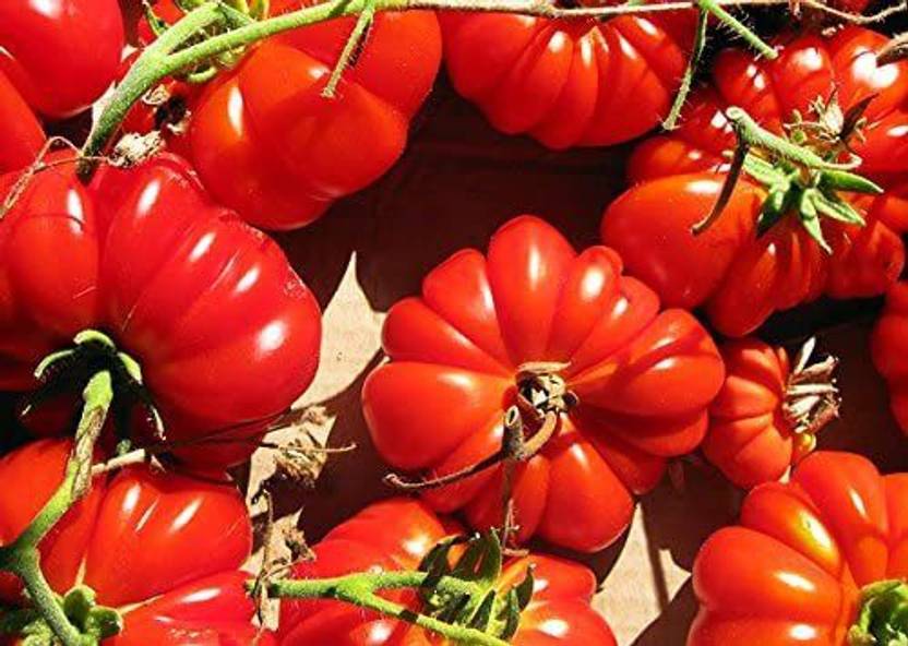 Biosnyg Costoluto Genovese Pomodoro Tomato Seed Price in India - Buy Biosnyg Costoluto Genovese ...