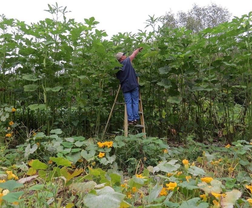 Biosnyg ™HAU-80 Giant Tree Okra Seed Price in India - Buy Biosnyg ™HAU ...