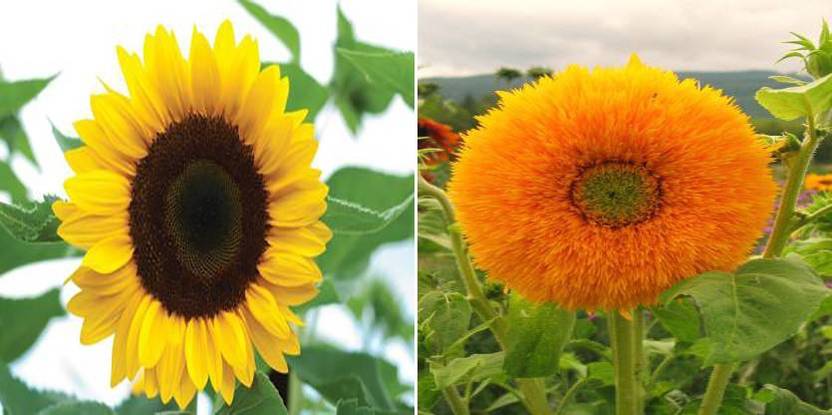 xcentax SUNflower RUSSIAN GIANT & sungold Seed Price in India - Buy ...