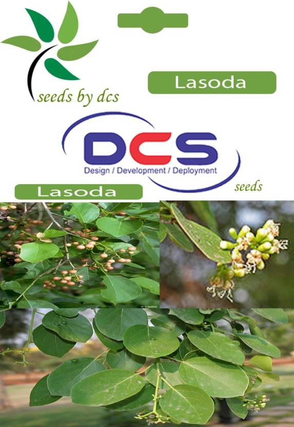 DCS Lasoda Seed Price in India - Buy DCS Lasoda Seed online at Flipkart.com