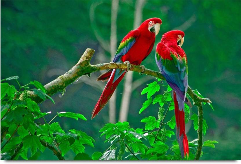 Tota aur Maina Paper Print - Decorative posters in India - Buy art ...