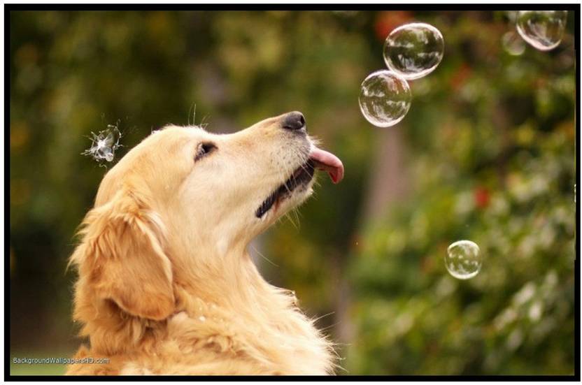 Labra Puppy Dog Poster Paper Print - Animals posters in India - Buy art ...