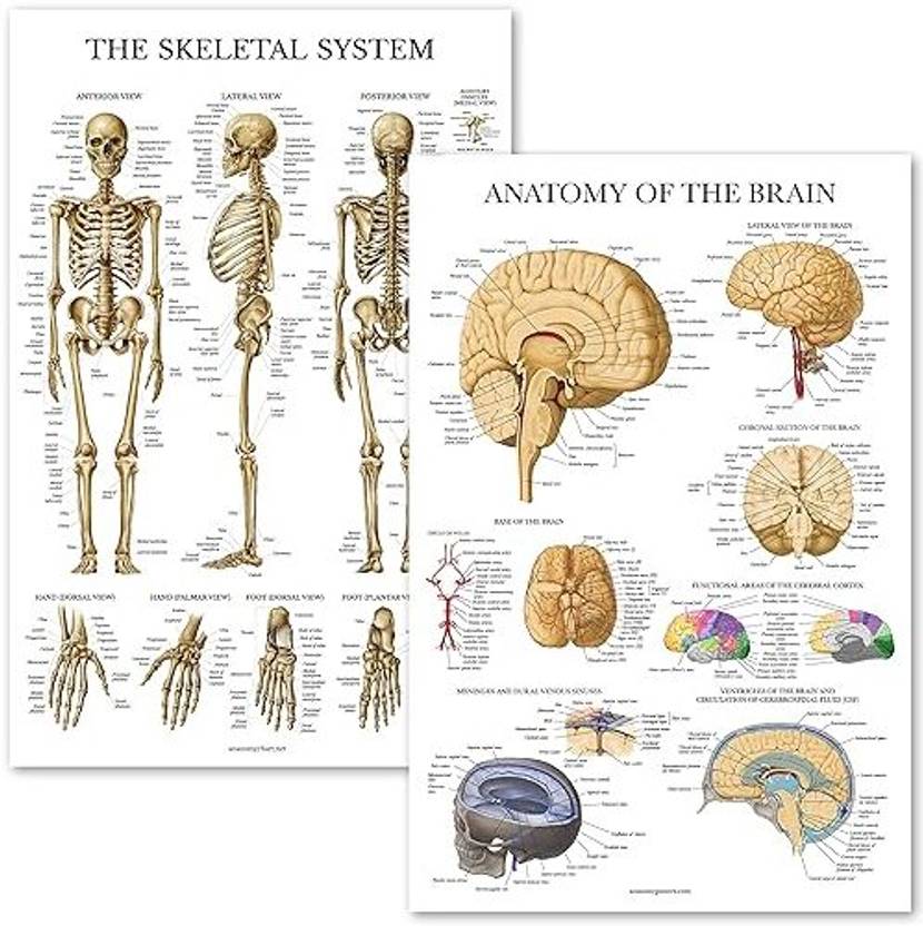 Khanna Traders 2 Pack Skeletal System Anatomical Poster Brain