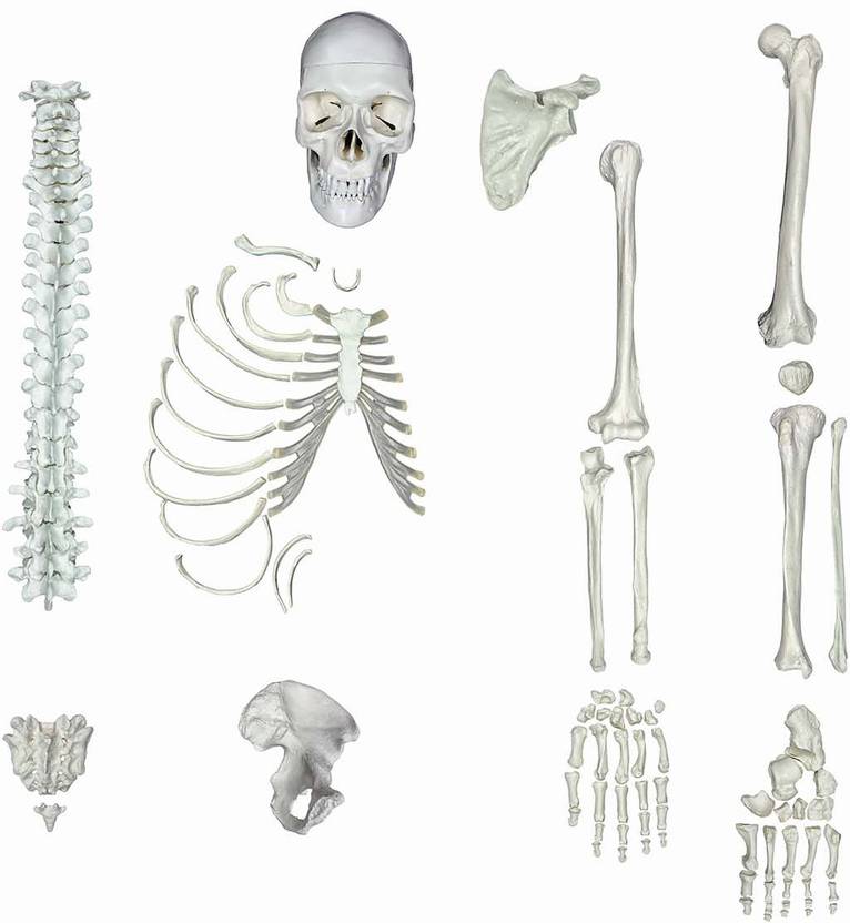 Zx Human Skeleton Disarticulated Unilateral Anatomical Body Model Price ...