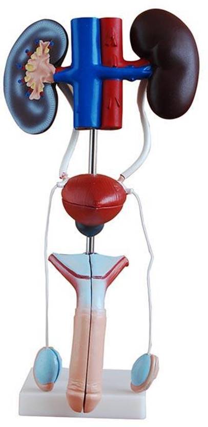 Avis Articulated Human Male Urogenital System Model Anatomical Body ...