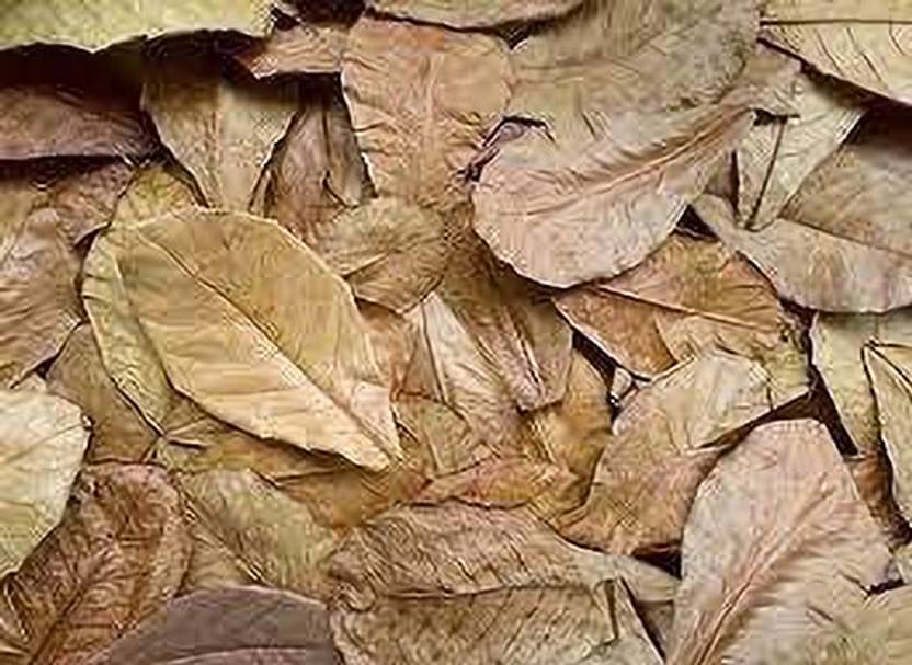 inepta Indian Almond Leaves 20 Leaves Aquarium Fish Food Natural Dried ...