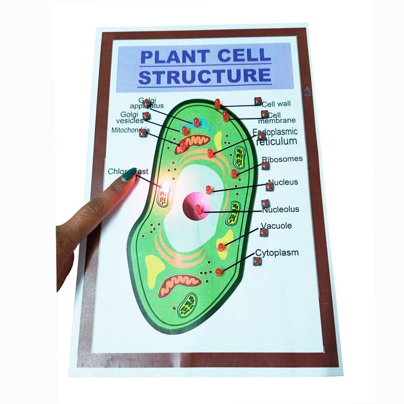 MELODY's Plant Cell Structure- Biology Working Science Model for School ...