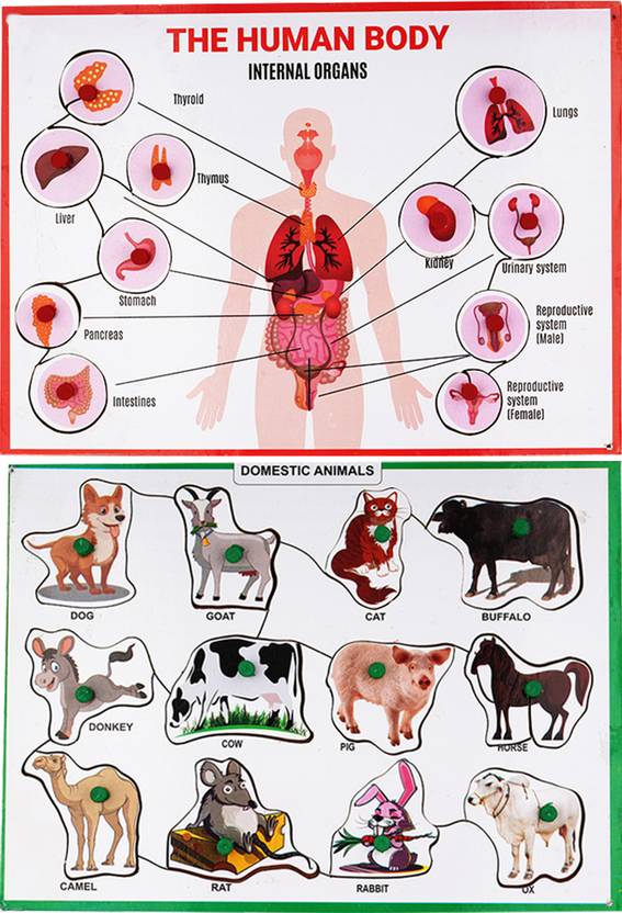 moreyaji Human Internal organs and Domestic animal Puzzles with ...