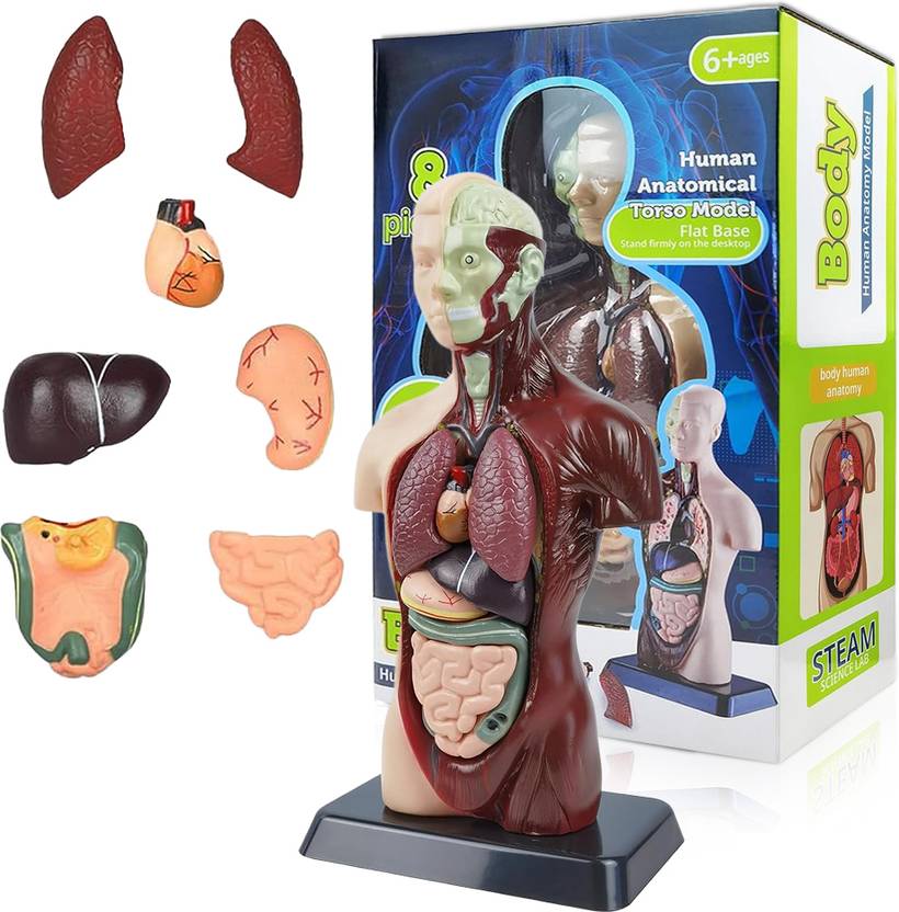 Climberty 3D Human Anatomy Model Assembly Colorful Torso with Removable ...