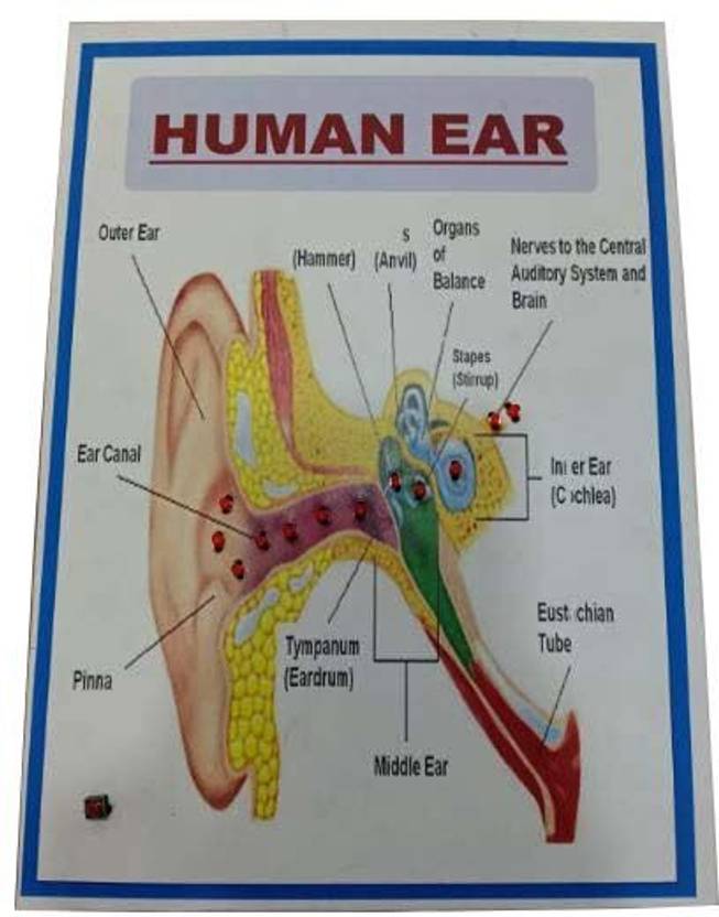 MELODY's Structure of Human Ear Running with LED Lights Working Biology ...