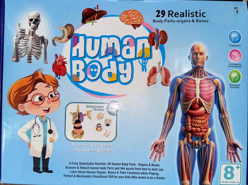 AR KIDS TOYS A Fully Detachable Realistic 3D Human Body Parts - Organs ...