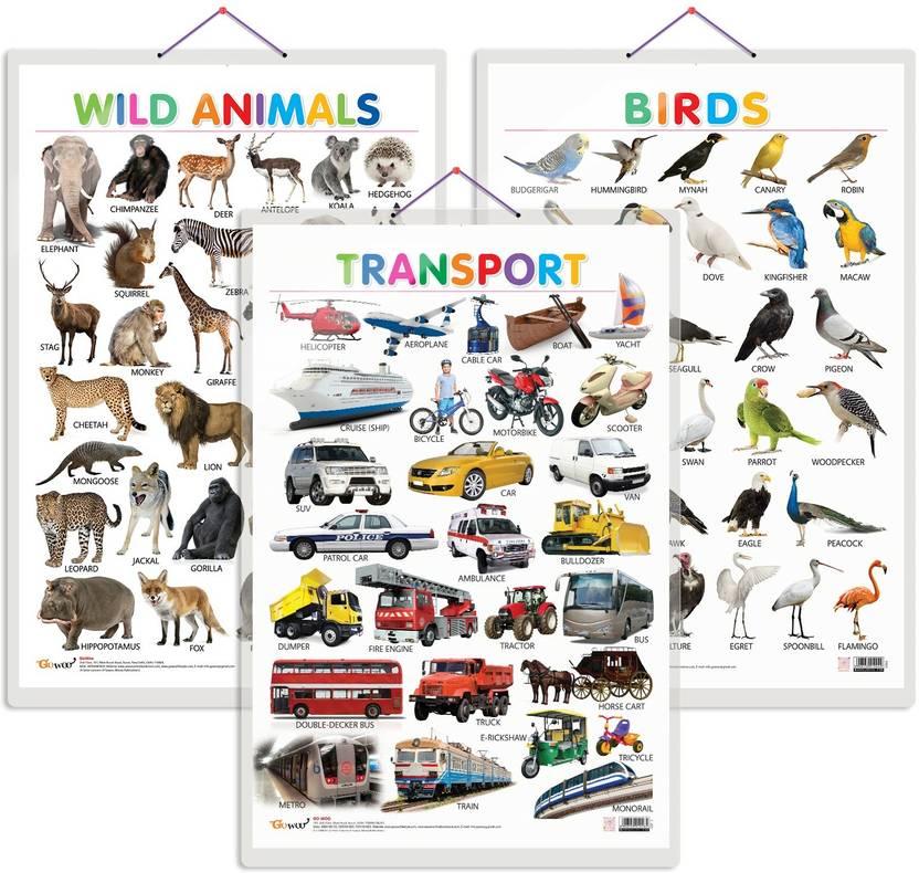 Set of 3 Wild Animals, Birds and Transport Early Learning Educational ...