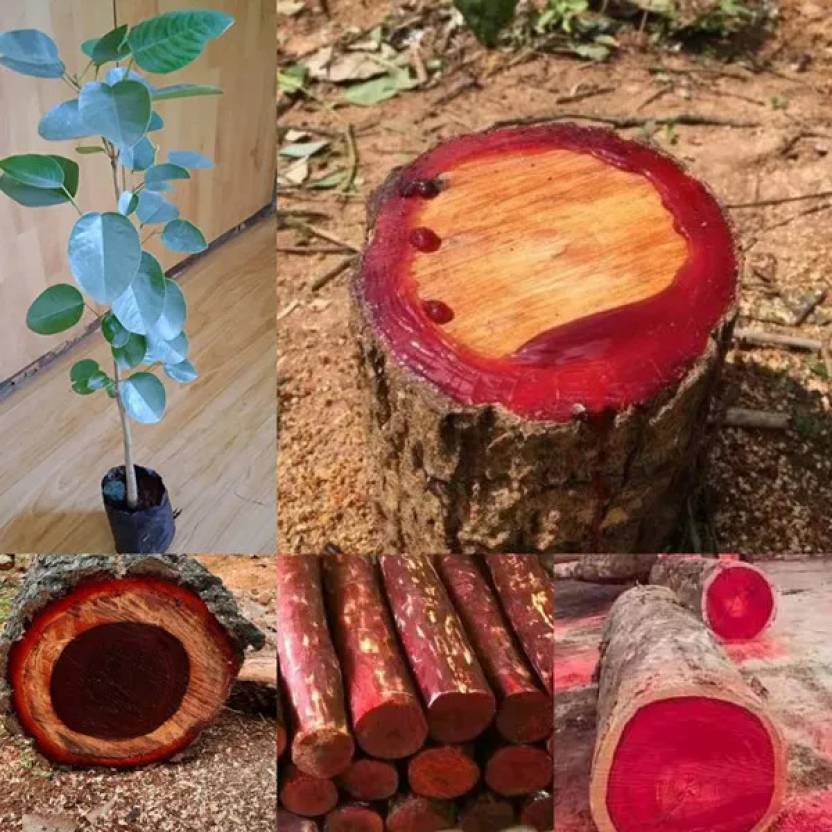 Cloud Farm Red Sandalwood Plant Price in India - Buy Cloud Farm Red ...