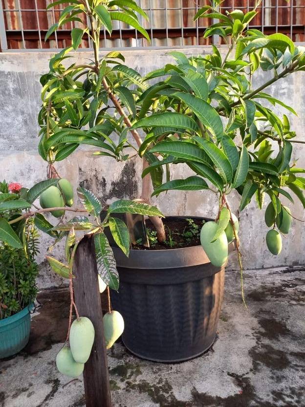 YourPlant Mango Plant Price in India - Buy YourPlant Mango Plant online ...