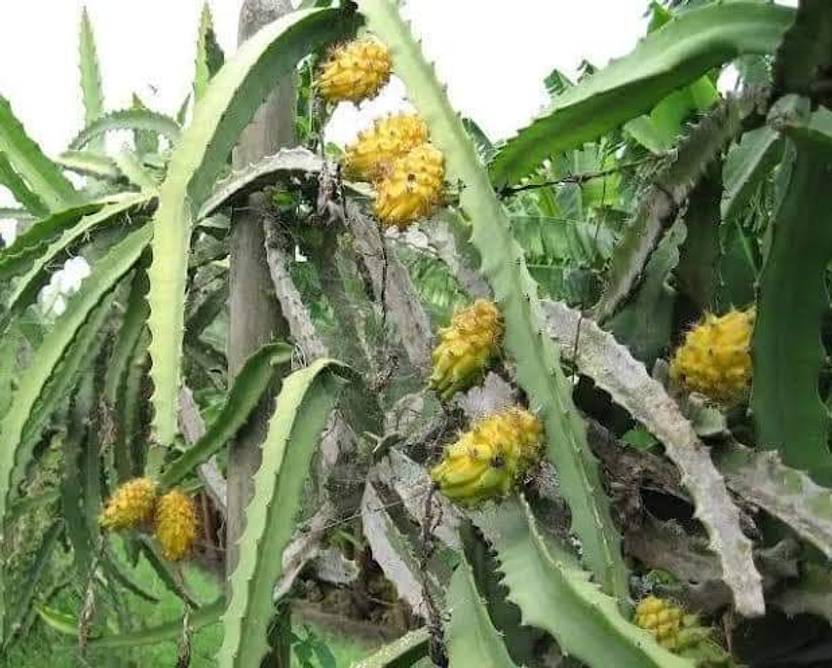 yellow dragon Dragon Tree Price in India - Buy yellow dragon Dragon ...