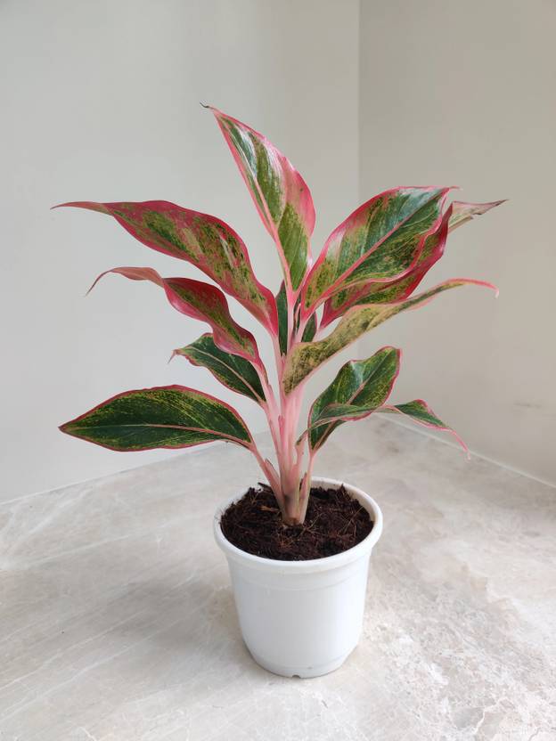fuegoasiss Aglaonema Plant, Lilly Pilly Plant Price in India - Buy ...